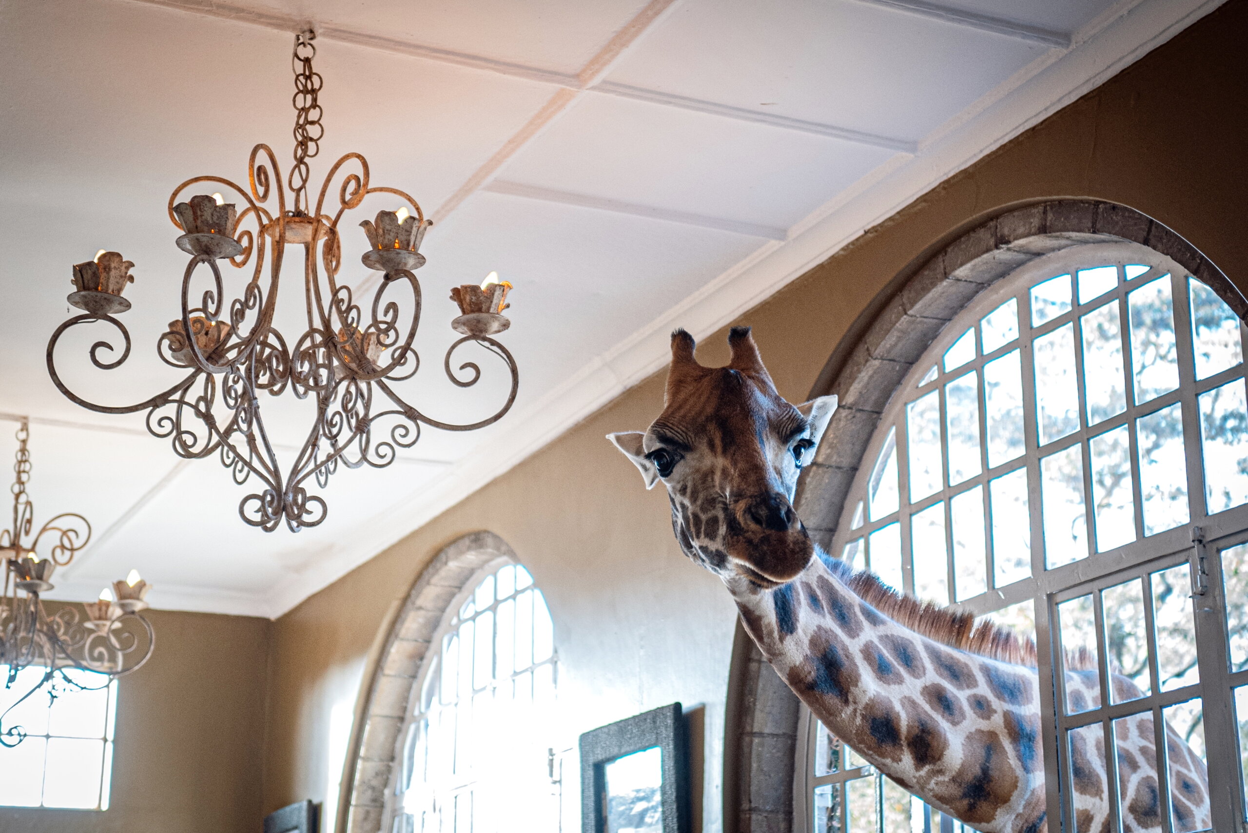 Wildlife Hotel Adventure: Dining With Giraffes! - Travel The Unexpected
